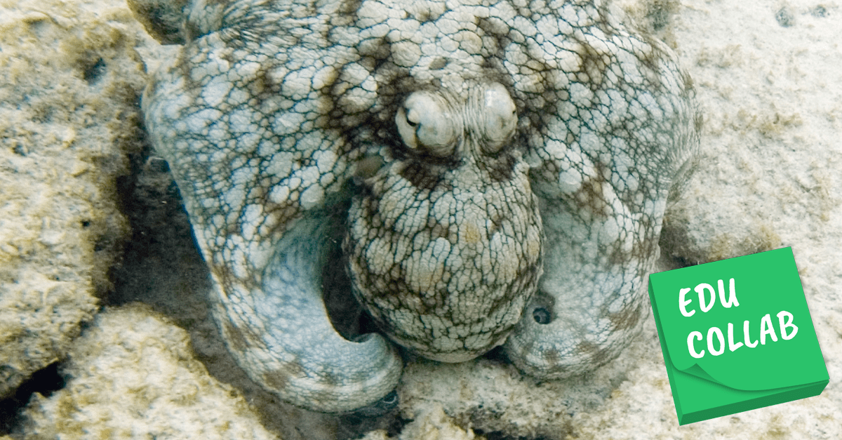 Cephalopod Camouflage: A Beauty That’s Skin Deep