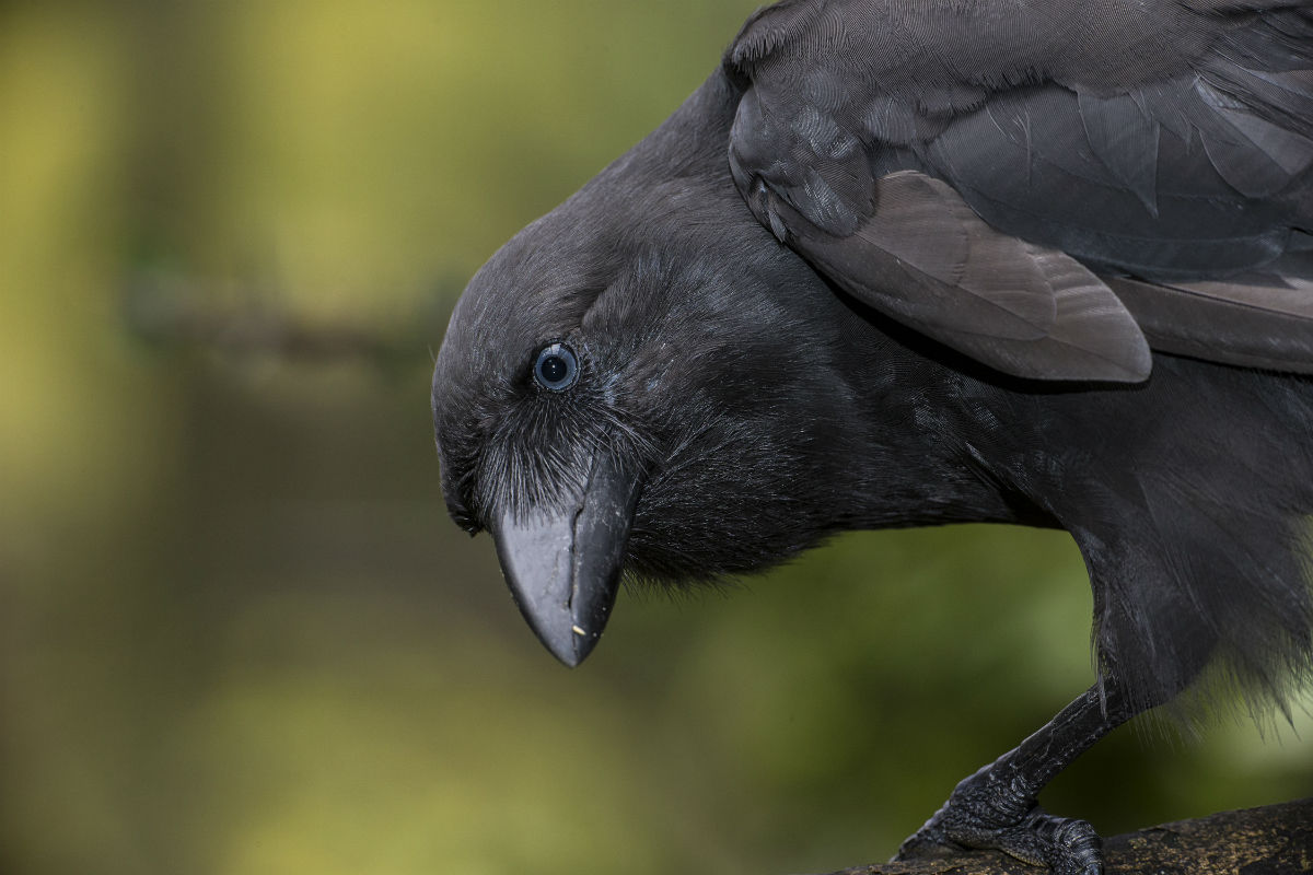 Saving An Endangered Hawaiian Crow