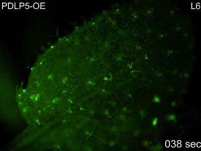 When Plants Sense Danger, They Cry Out With Calcium