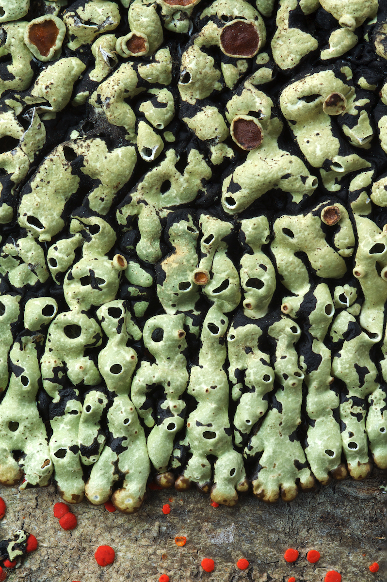 For The Love Of Lichen