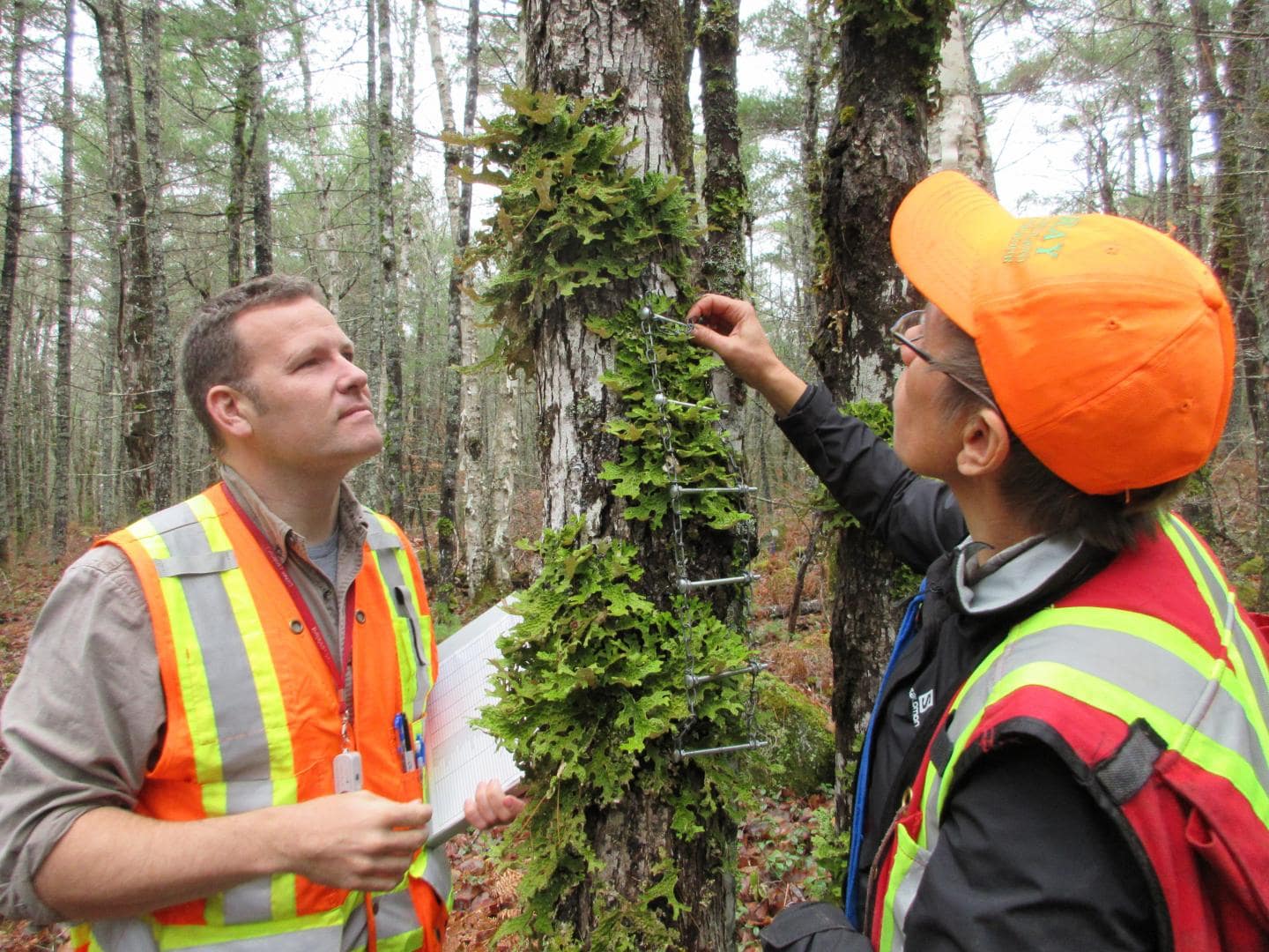 Trying To Determine Forest Health? Look To The Lichens