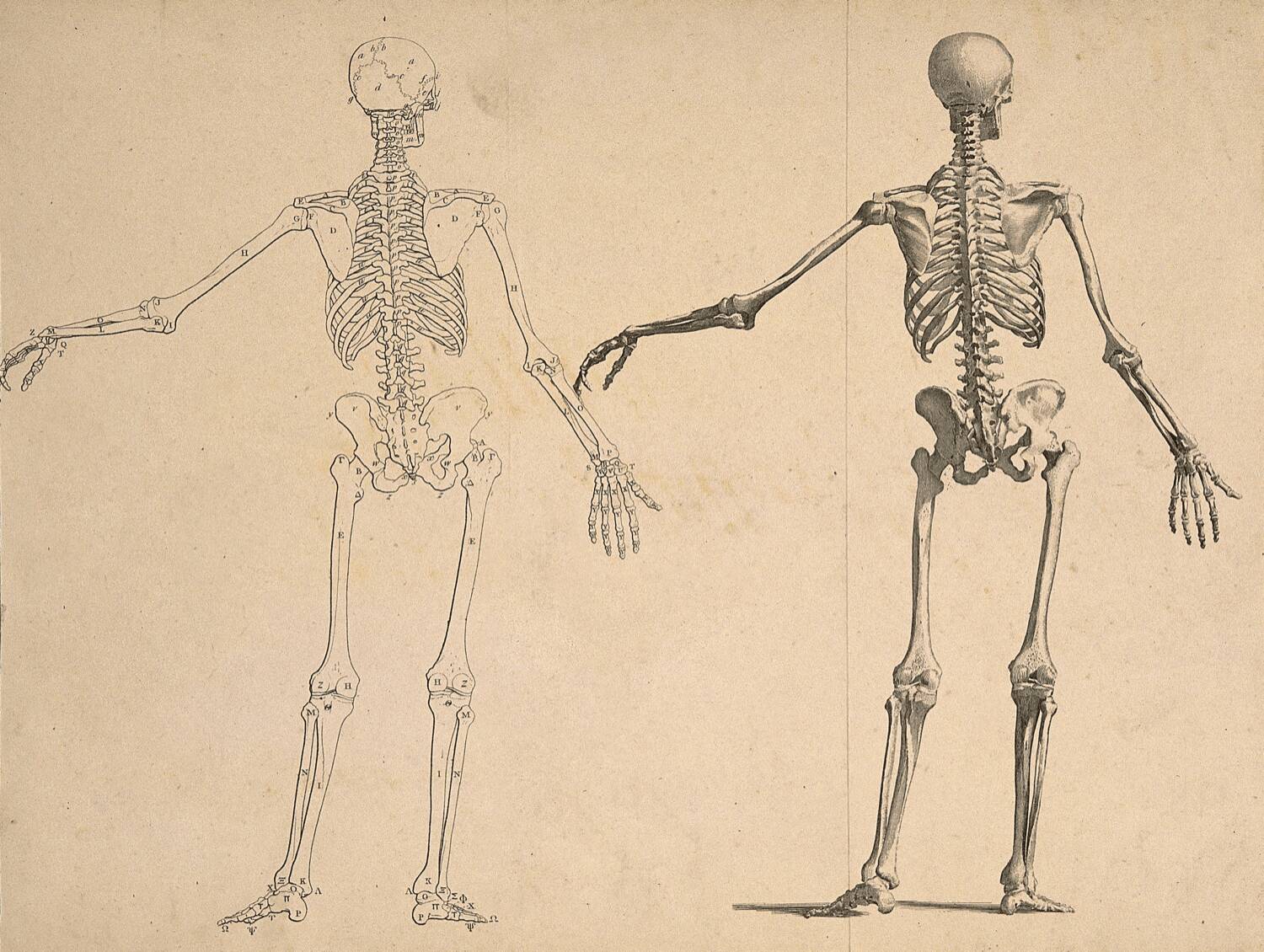 the-leg-bone-s-connected-to-the-ankle-bone-but-why