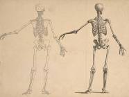 The Leg Bone s Connected To The Ankle Bone But Why 