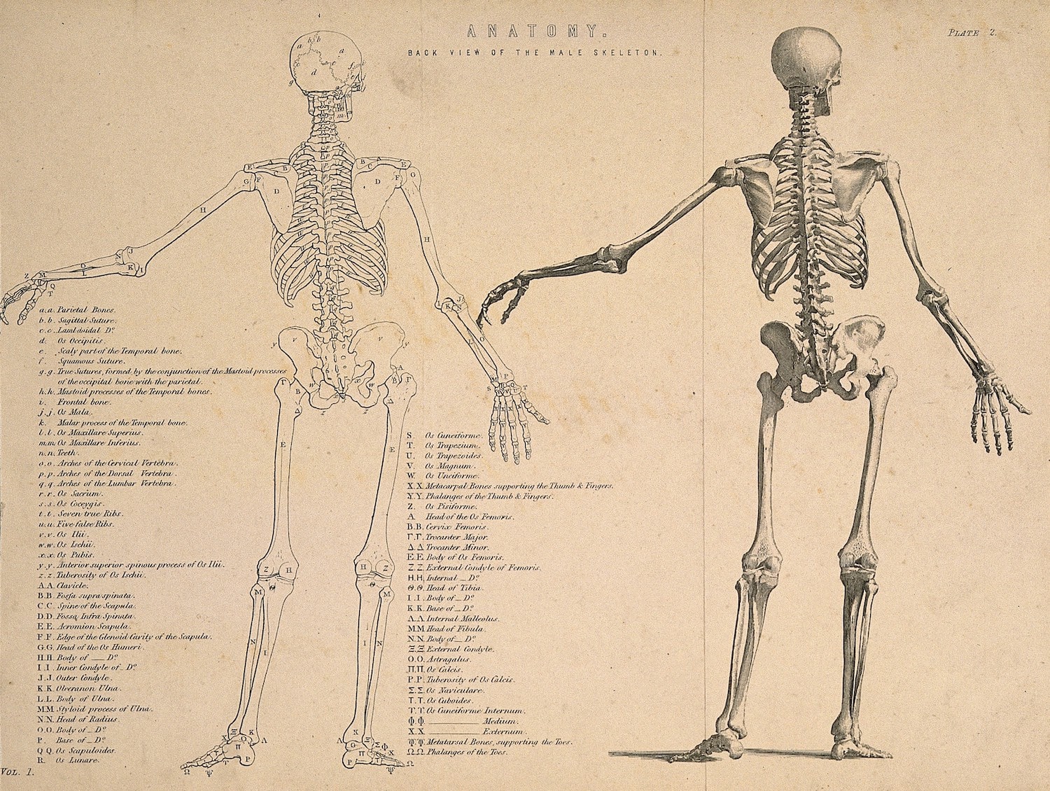 The Leg Bone s Connected To The Ankle Bone But Why The Leg Bone s Connected To The Ankle Bone But Why