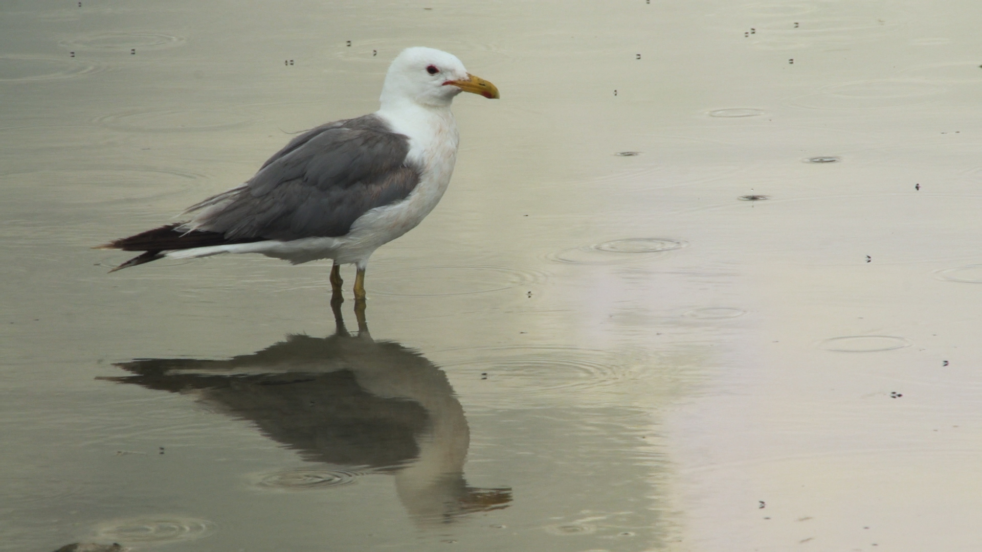 To See Gulls Anew