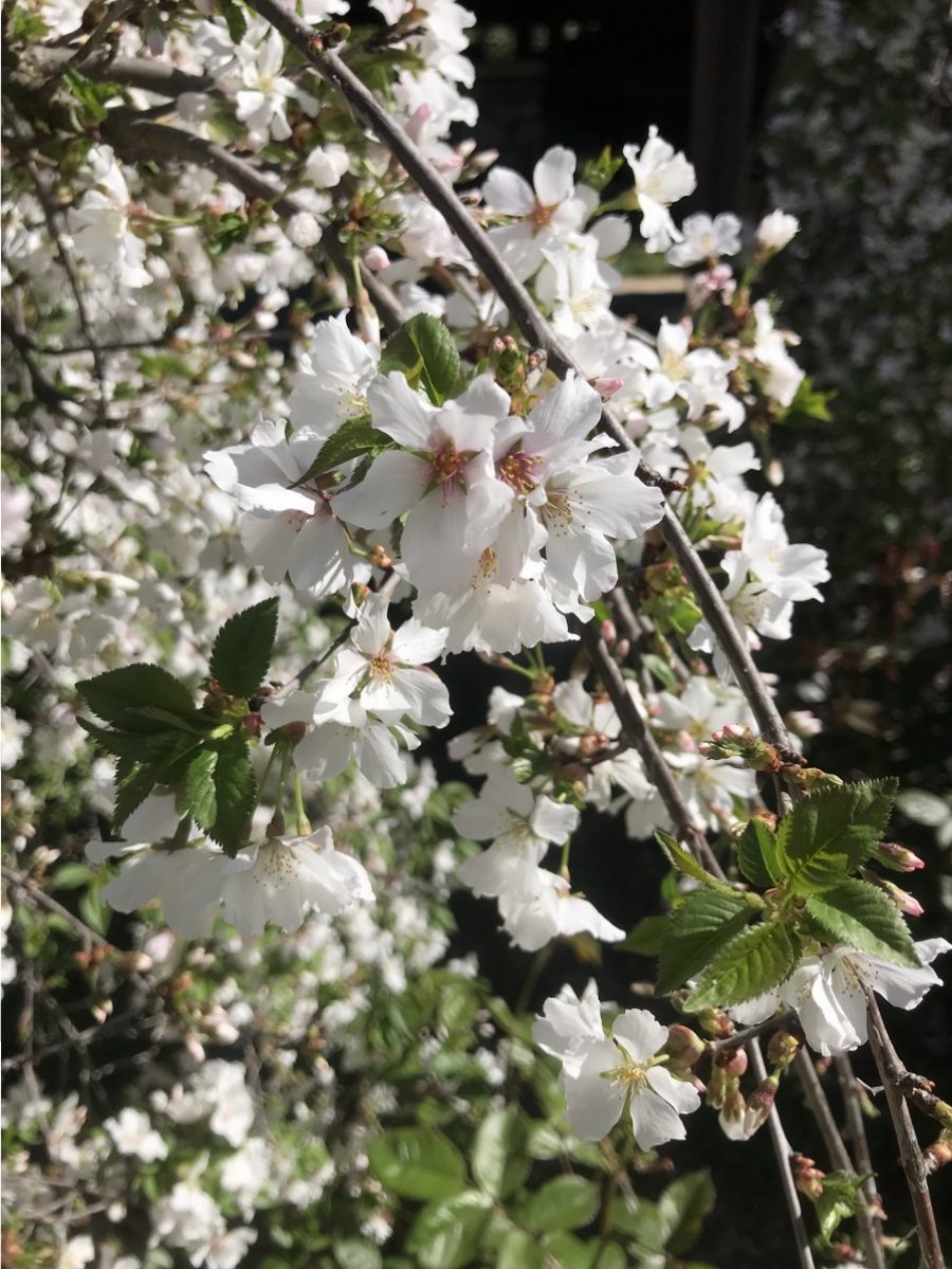 The Cherry Blossom Hunter And His Sakura Obsession