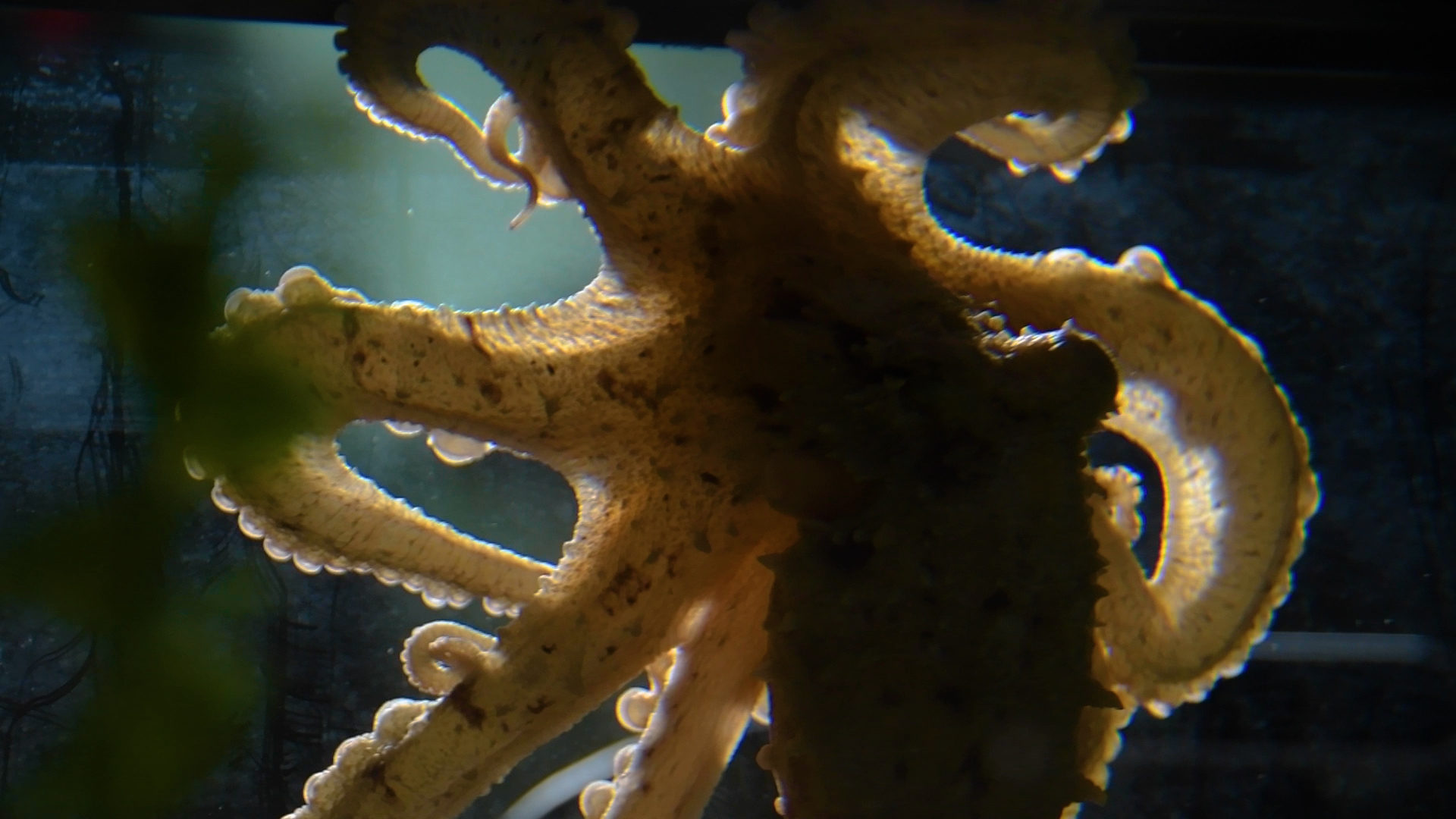 The Distributed Mind: Octopus Neurology