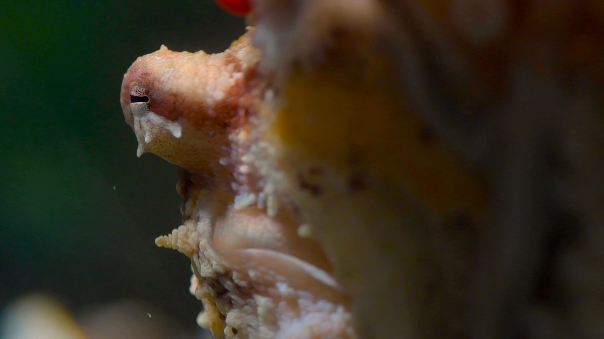 Sucker For Cephalopods? Cephalopod Week 2019 Has You Covered