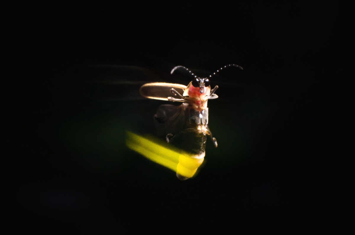 Firefly Insect Flying