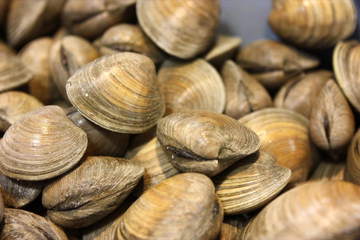 Digging Into Ancient Clam Aquaculture