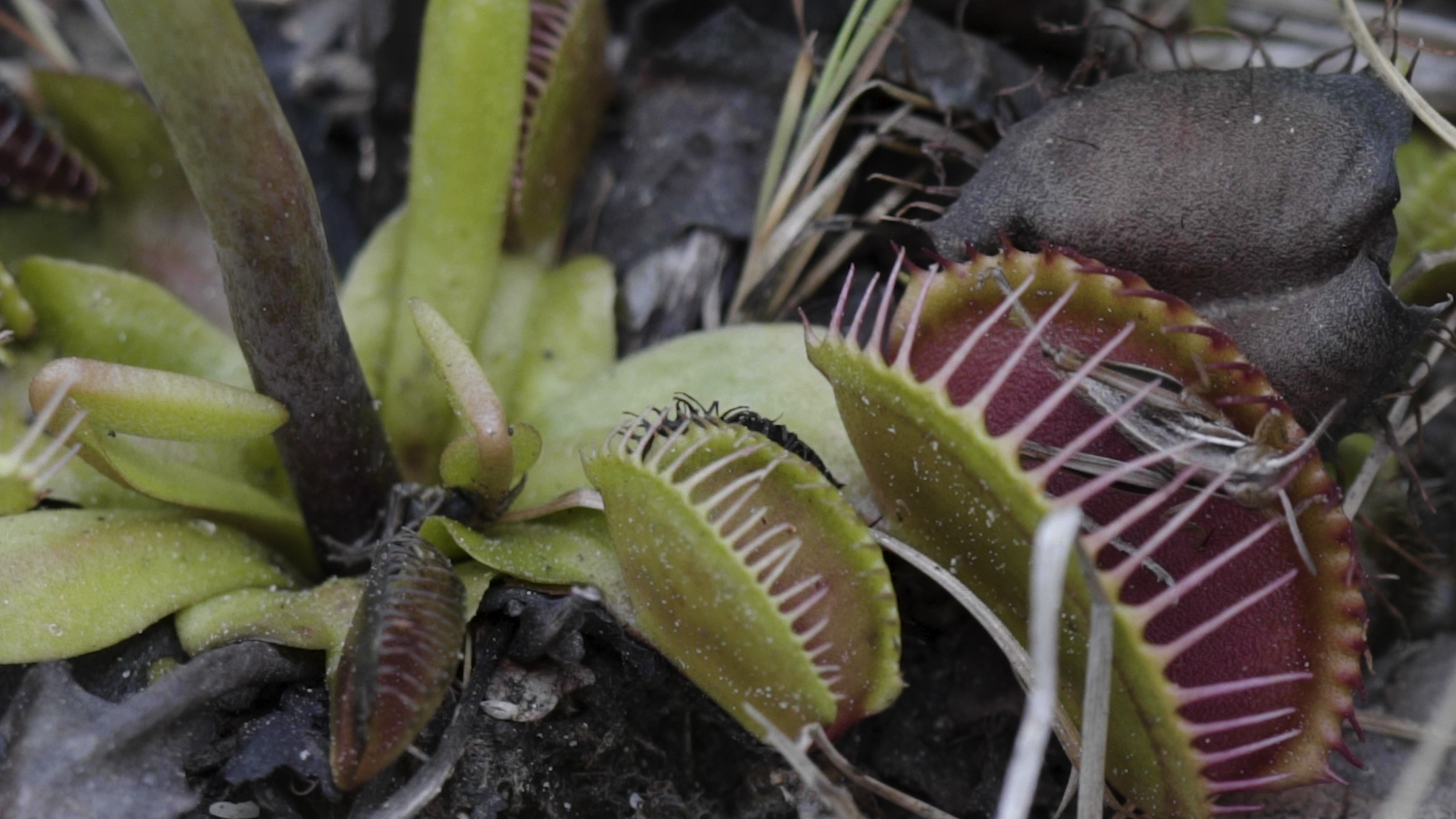 The Complicated Sex Lives Of Venus Flytraps - Science Friday