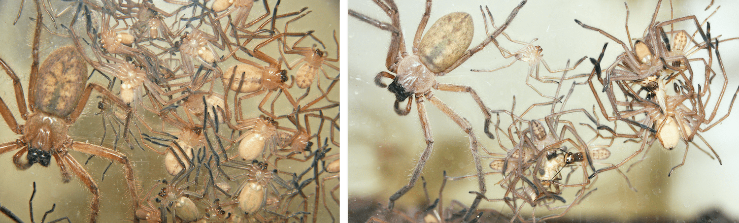 The Tangled Lives Of Your Friendly Neighborhood Spider