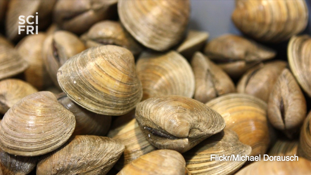 Digging Into Ancient Clam Aquaculture