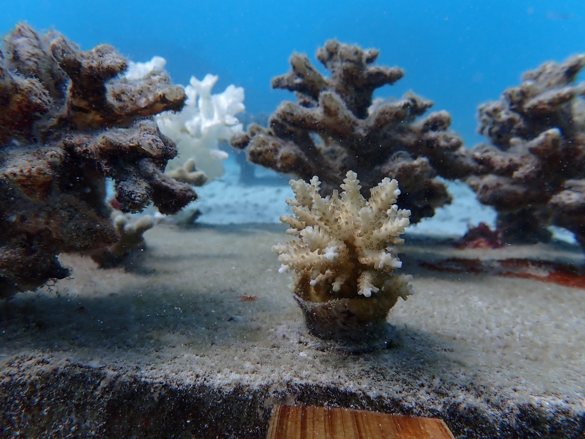 Meet The Scientists Reviving The World’s Fading Corals