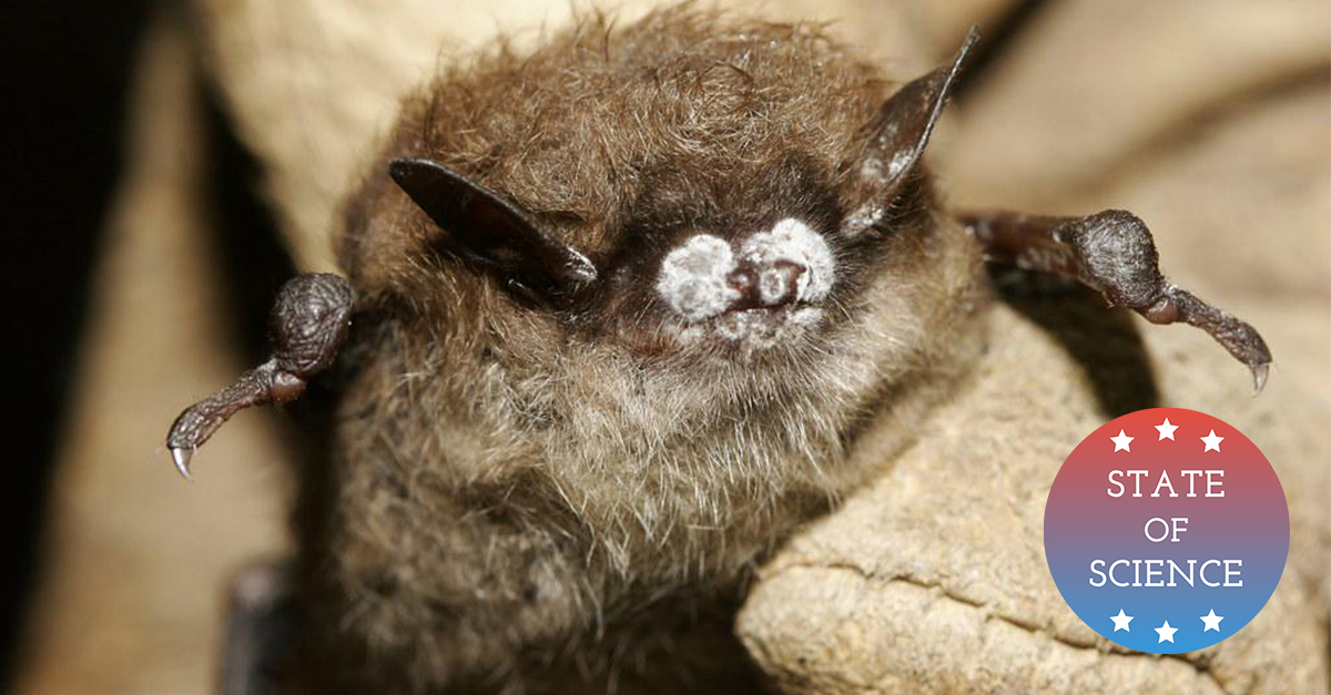 Northeastern Bat Populations Haven't Recovered From White-Nose Syndrome