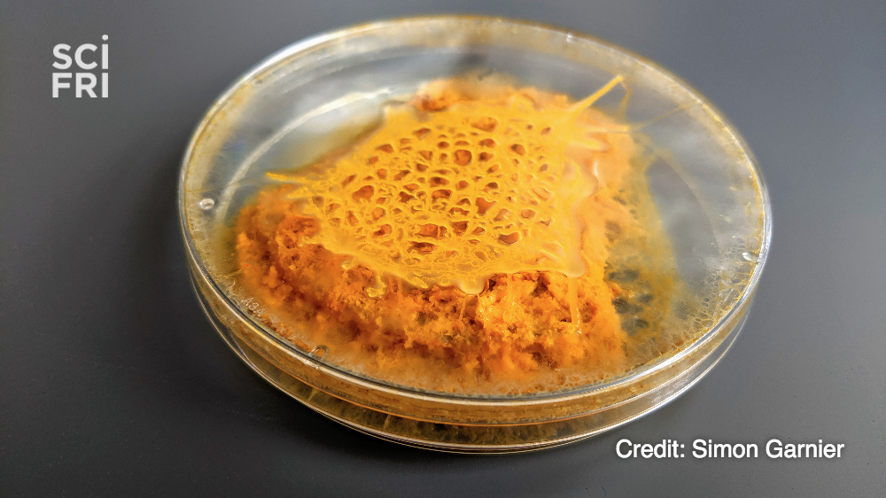 Mold Science Mold Making, “The Art Of Duplication,” With