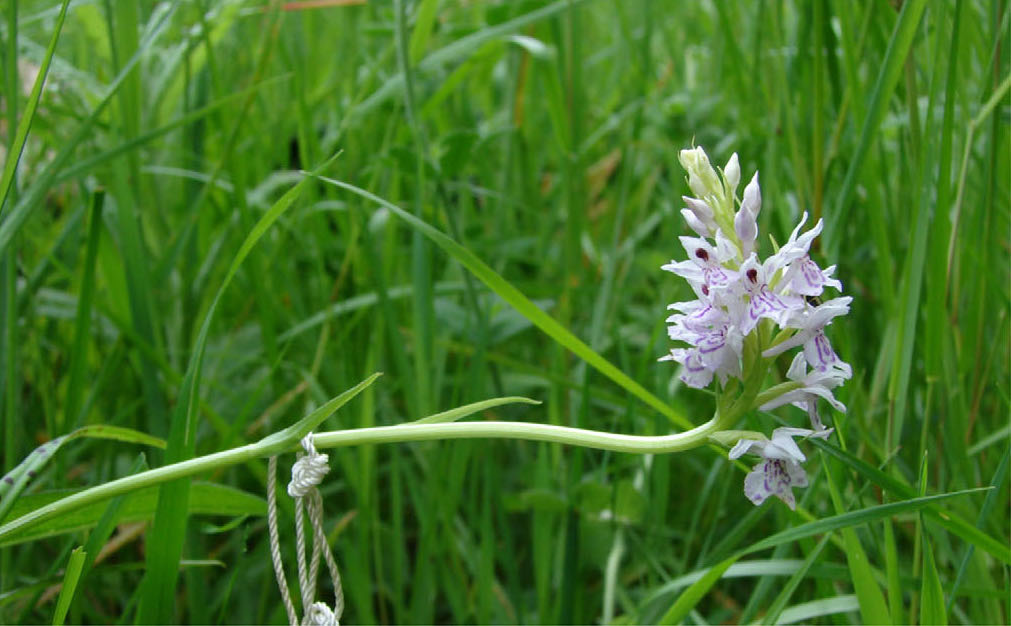 These Flowers Spring Back After Being Smooshed