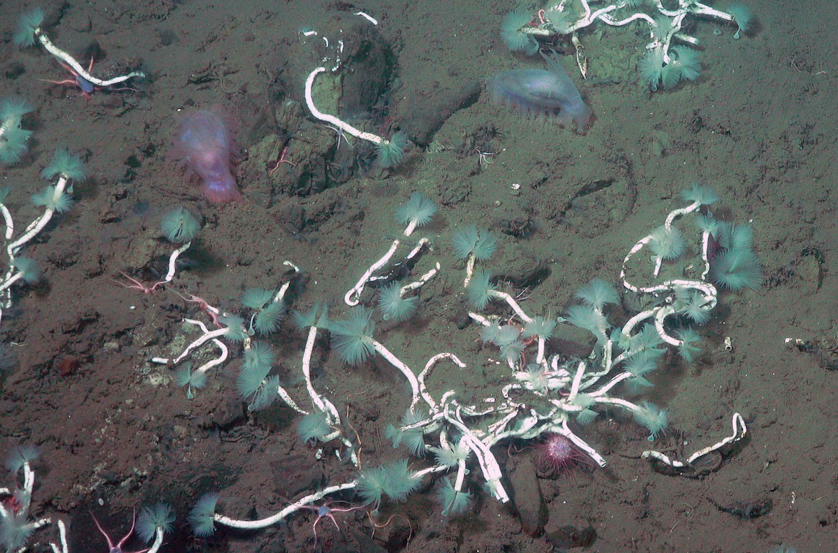 Methane, It’s What’s For Dinner In The Deep Ocean