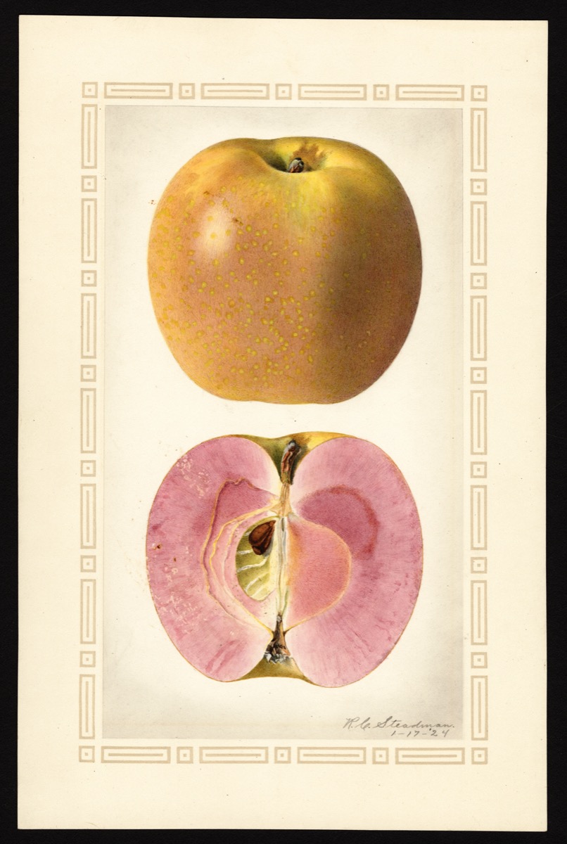 Apples Of The Ages