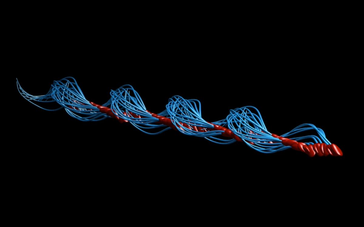 A 3D Look At Sperm Show They Swim In A Corkscrew Turn