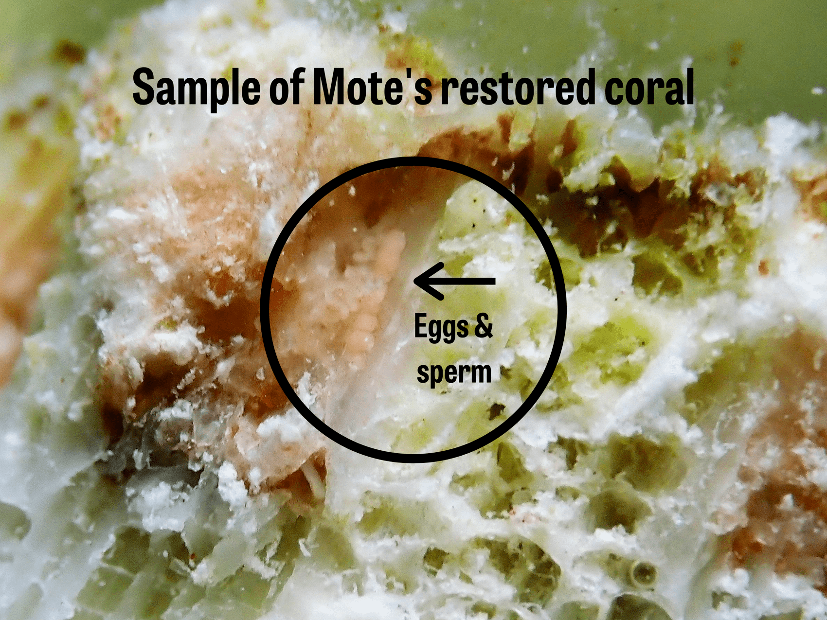 A New Hope For Corals