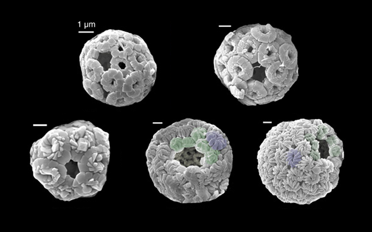 How Algae Survived A Mass Extinction