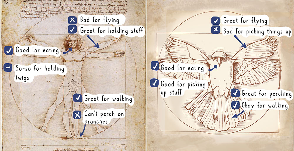 What Puzzle-Solving Crows Can Teach Us About Animal Intelligence