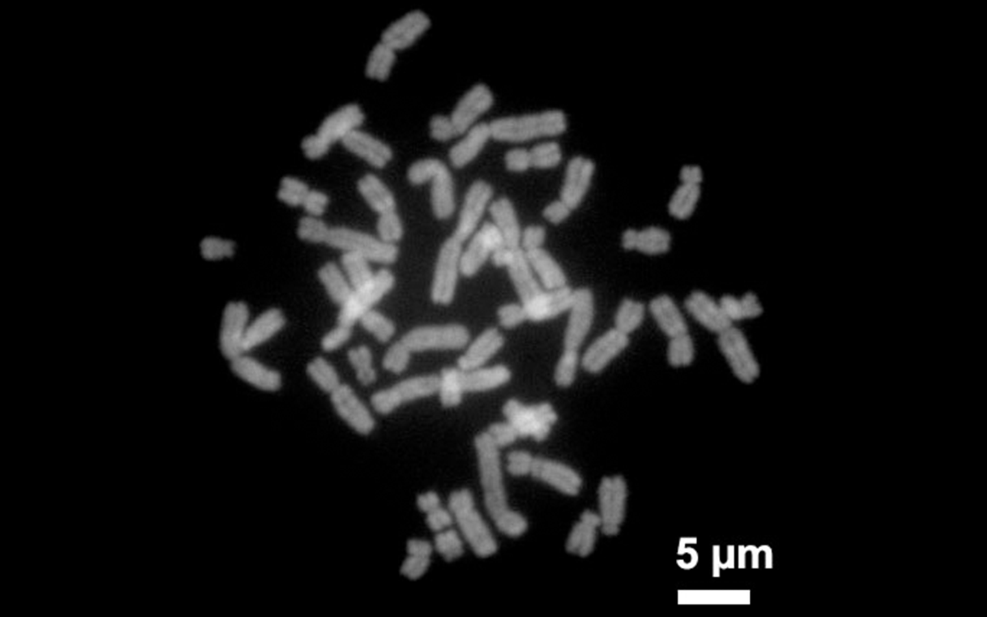 Progress In Considering Sex As A Biological Variable 