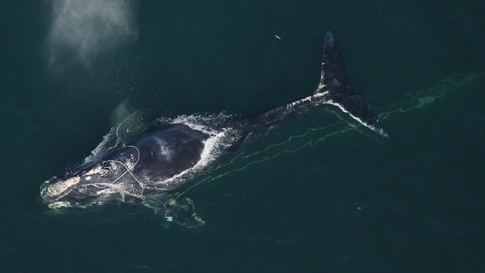 What’s Gone Wrong With Right Whales?
