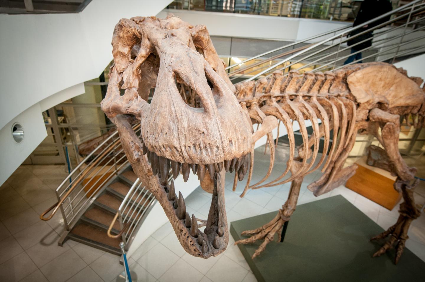 How Many T-Rexes Once Roamed the Earth? Maybe Billions