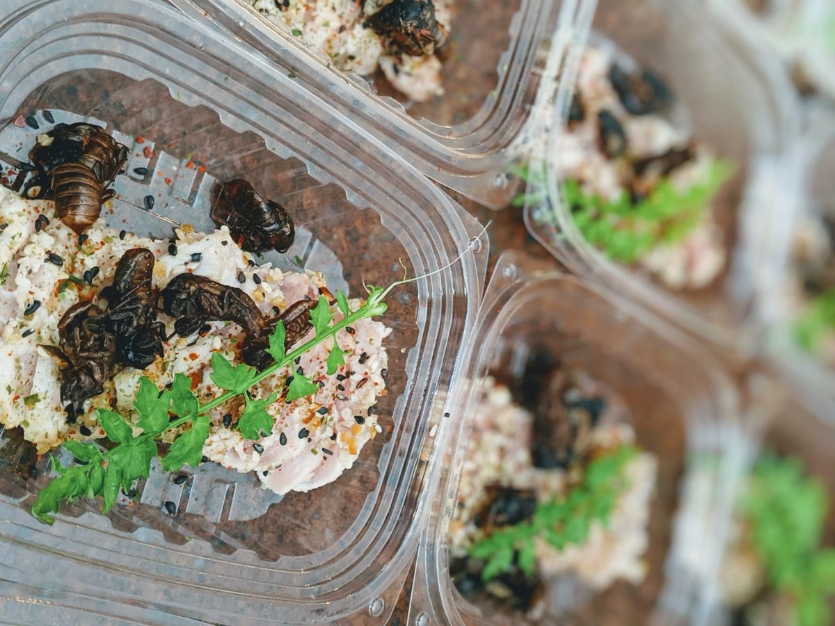 How To Take A Bite Of The Brood X Cicada Swarm