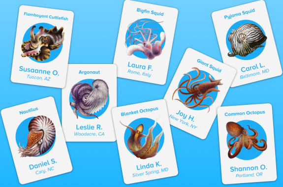 Cephalopod Week, from Science Friday