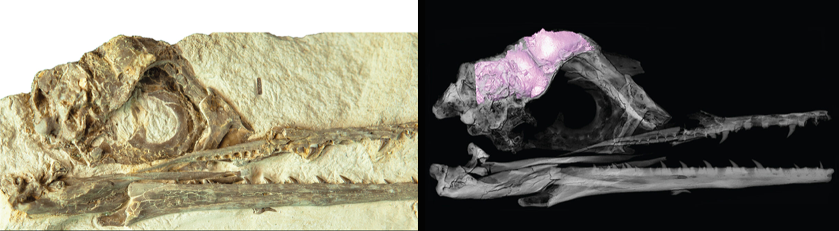 Birds Are The Last Dinosaurs. Why Did They Survive?
