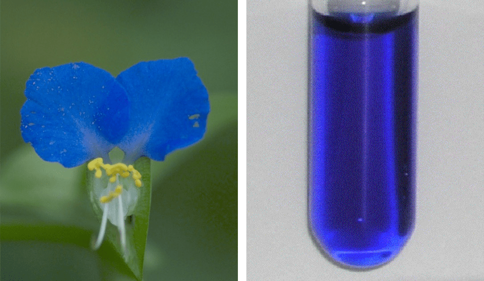 What Makes A Flower Blue?
