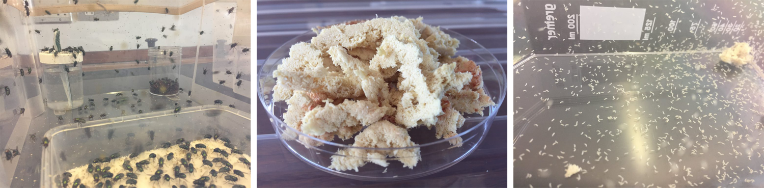 The Biochemistry Of Medical Maggot Spit