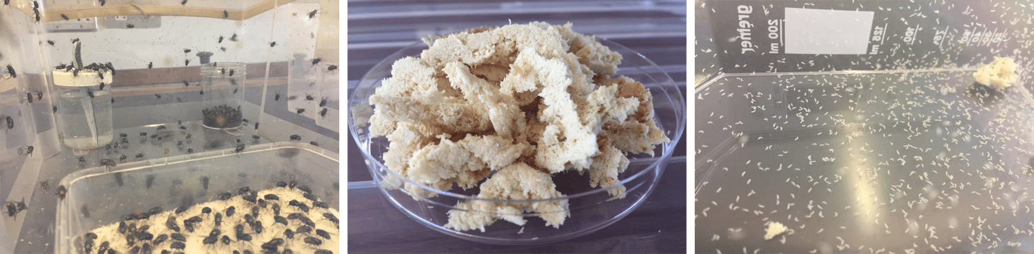 The Biochemistry Of Medical Maggot Spit