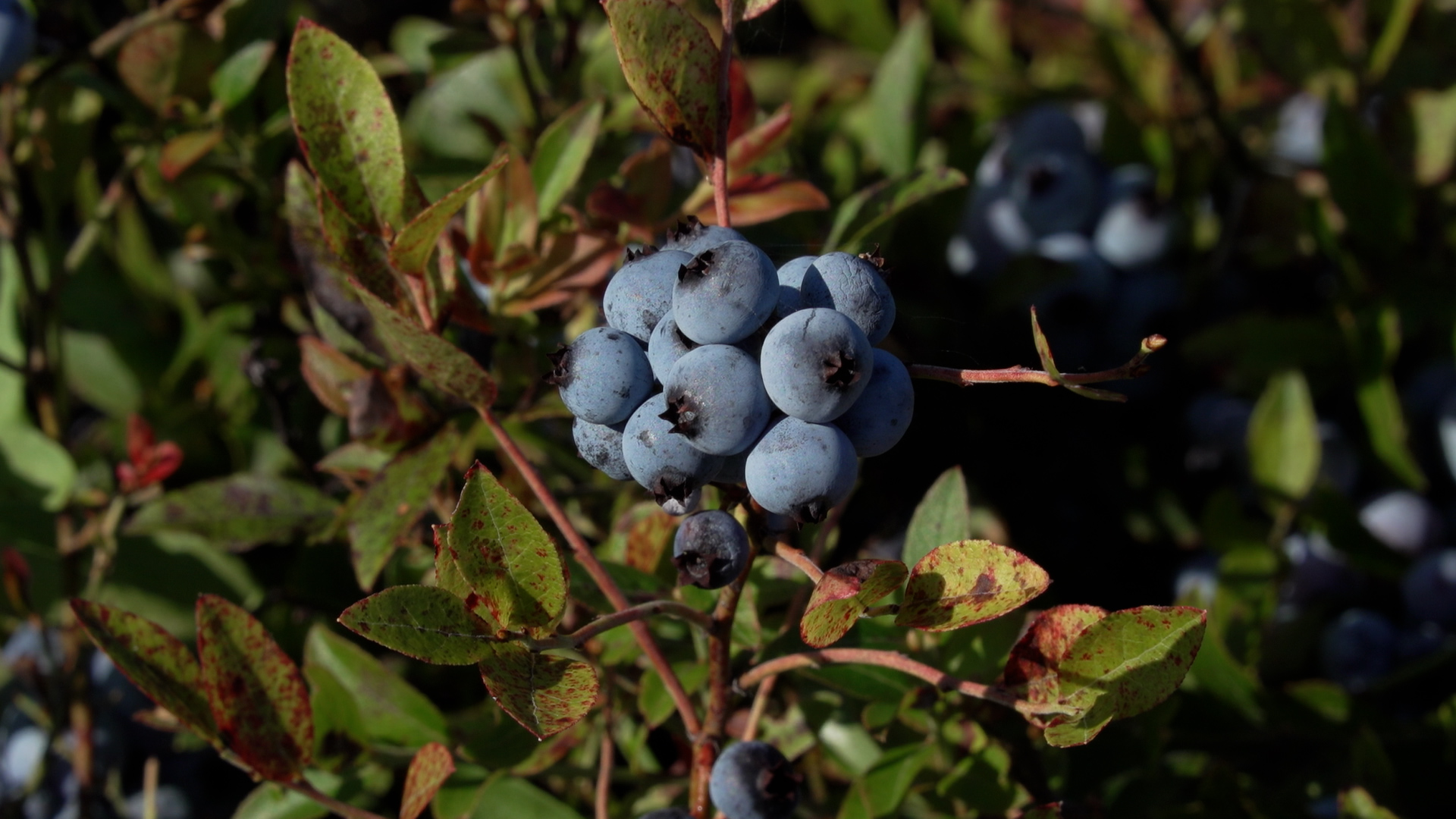How Climate Change Is Giving Maine's Wild Blueberries The Blues