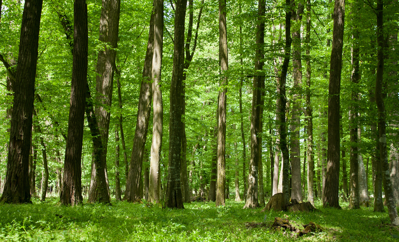 Big Trees, Big Benefits