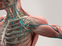 Exploring The Body s Wonders From The Inside Out Science Friday