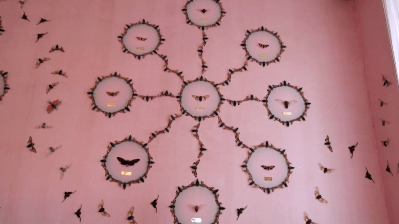 The Brief And Wondrous Lives Of Cicadas