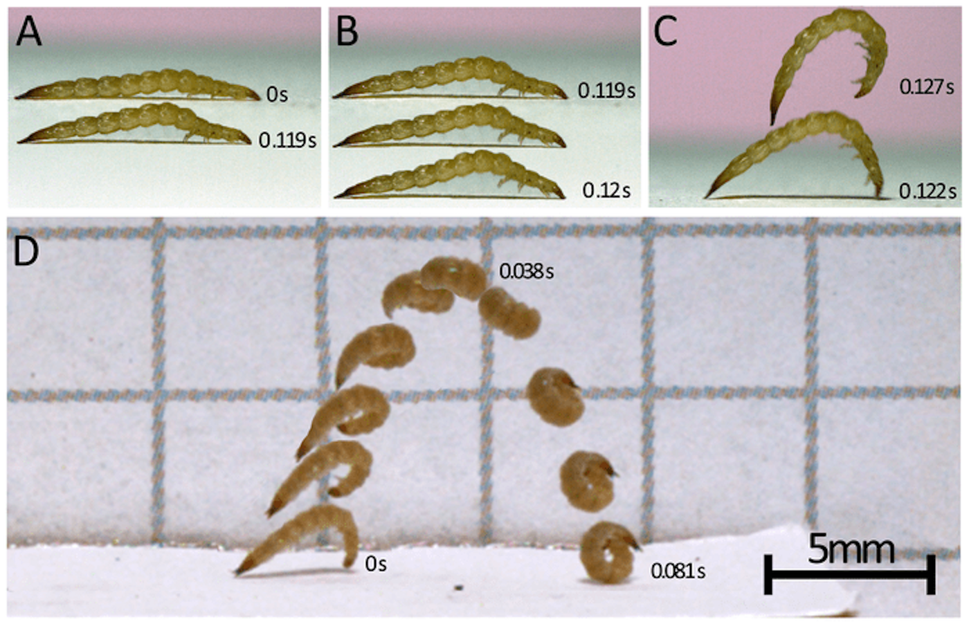 New Jumping Behavior Discovered In Common Beetle Species