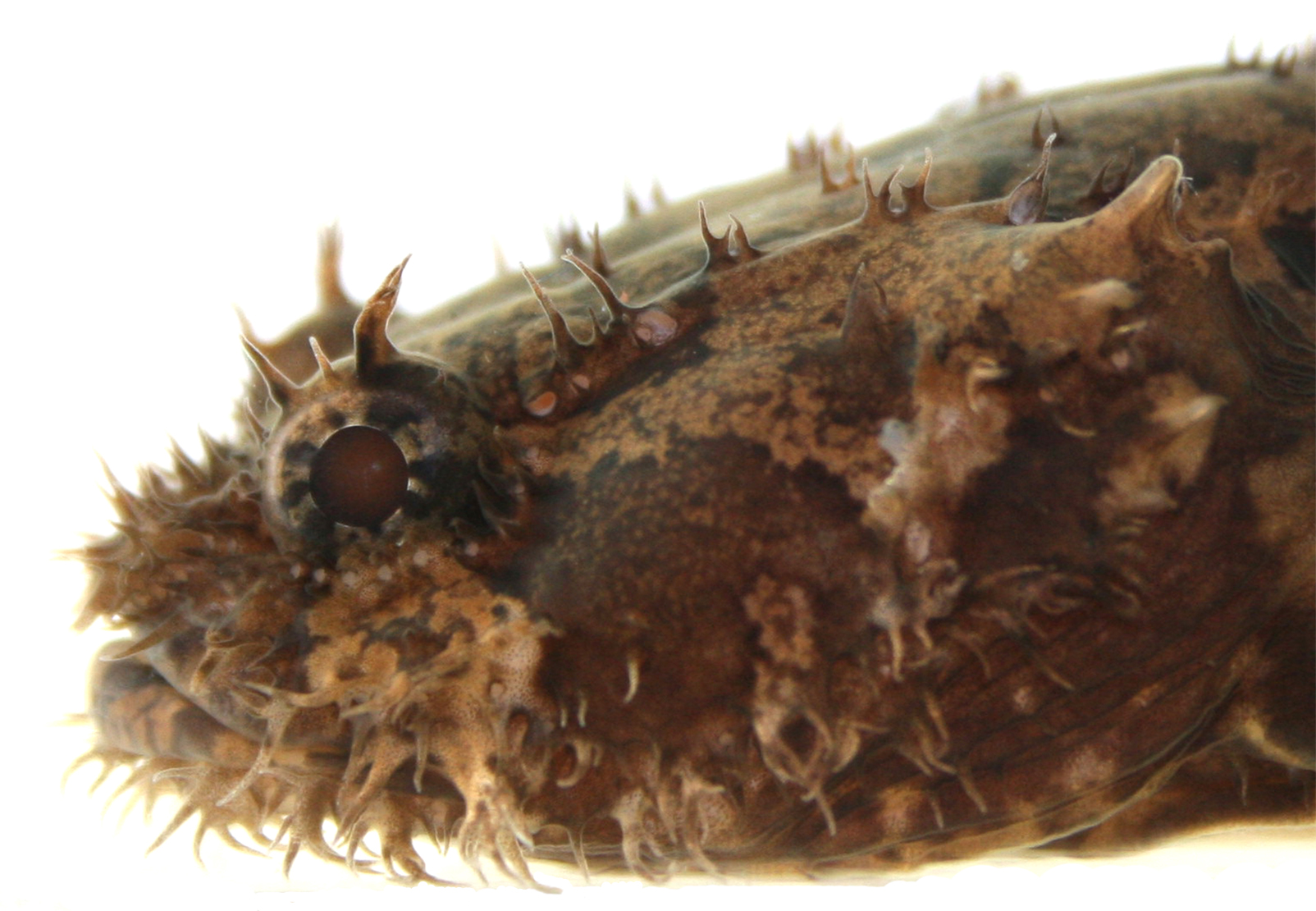 Fish Make More Noise Than You Think