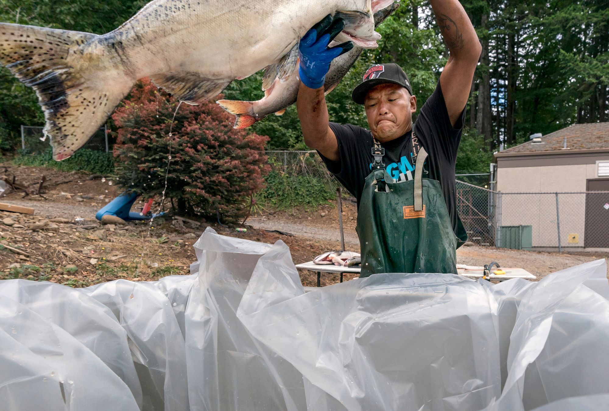 How A $2 Billion U.S. Plan To Save Salmon In The Northwest Is Failing