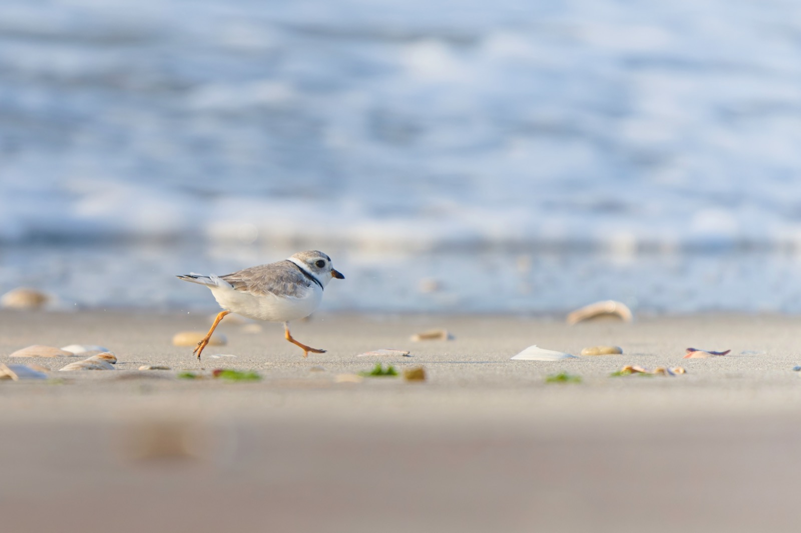Piping Plovers: The Adorable Shorebird That Everyone Wants to Save