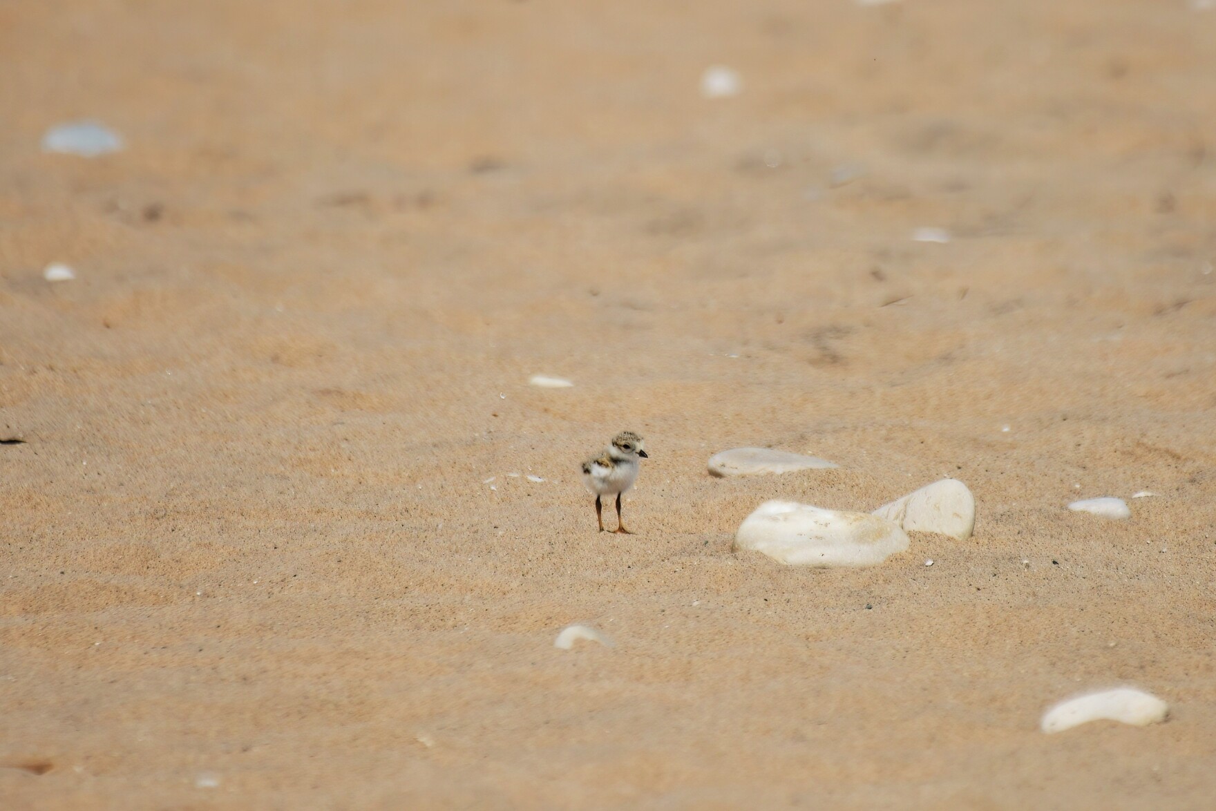 Piping Plovers: The Adorable Shorebird That Everyone Wants to Save