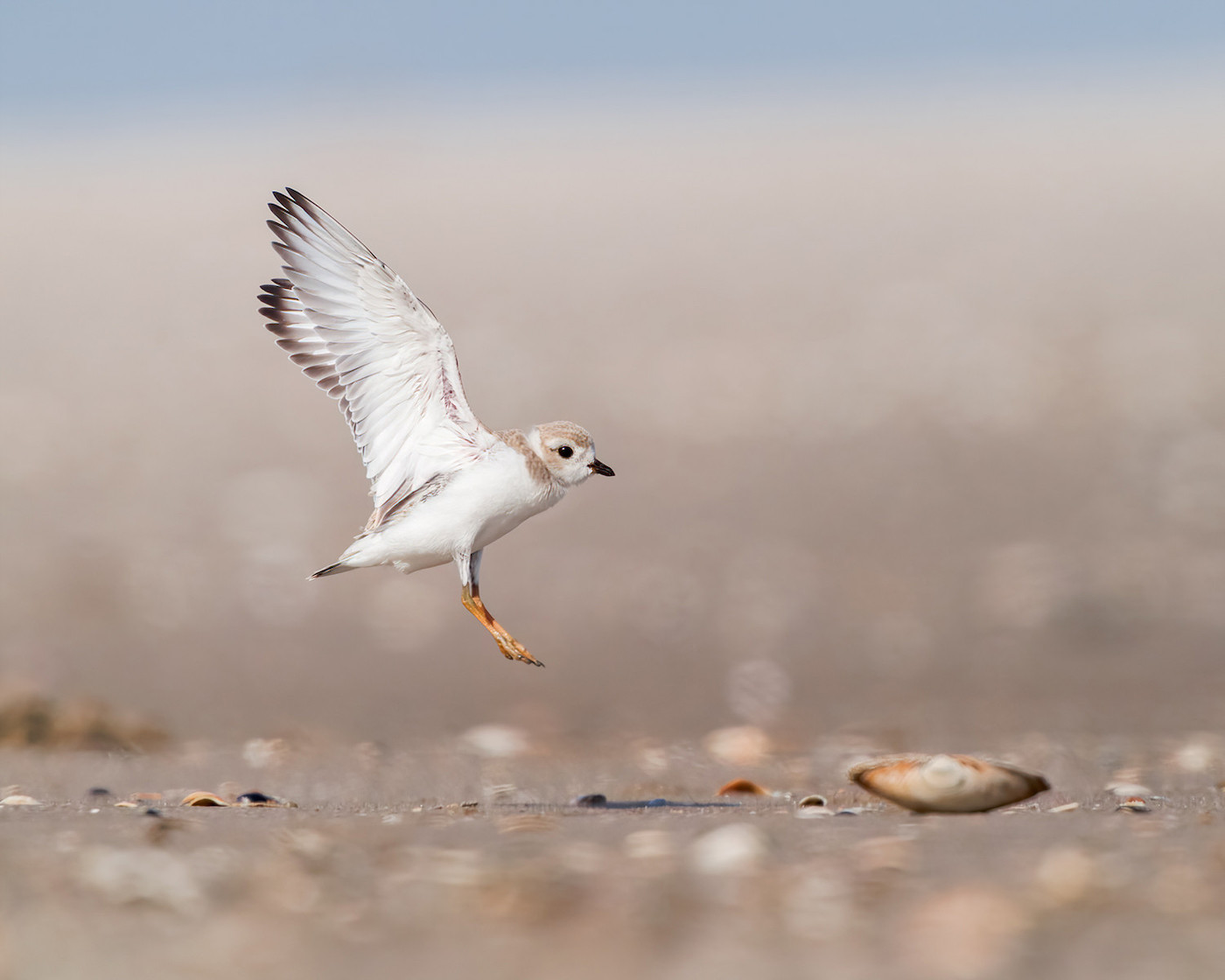 Piping Plovers: The Adorable Shorebird That Everyone Wants to Save