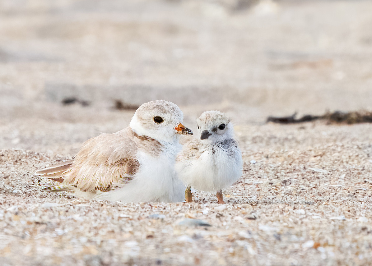 Piping Plovers: The Adorable Shorebird That Everyone Wants to Save