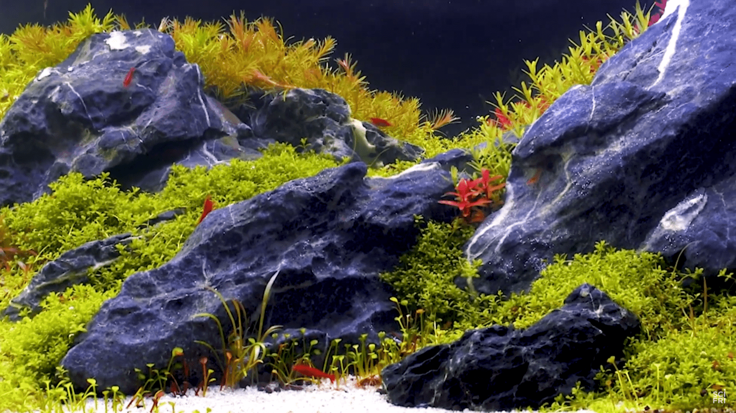 Aquascaping: Building Underwater Worlds