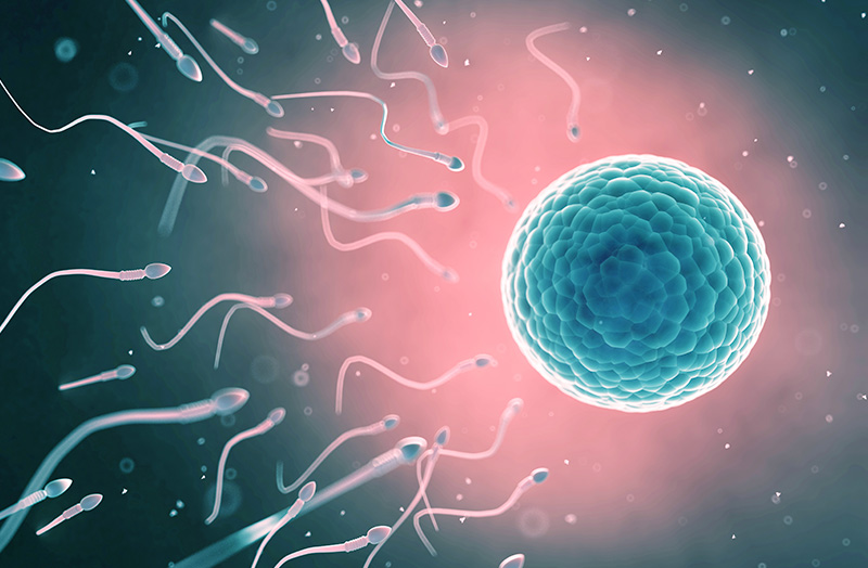 Sperm Cell And Egg Cell Fertilization