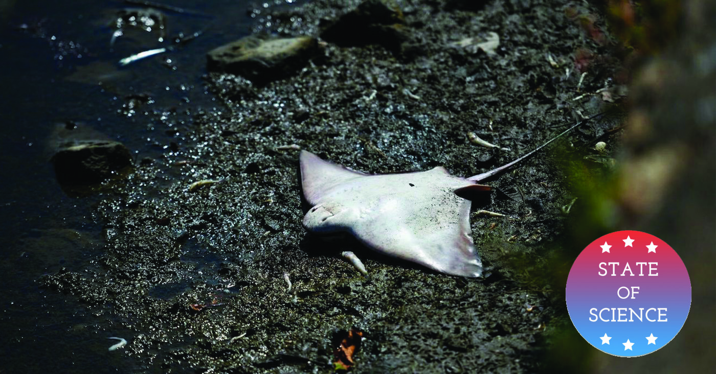 Why Are Dead Fish Piling Up Across The San Francisco Bay?